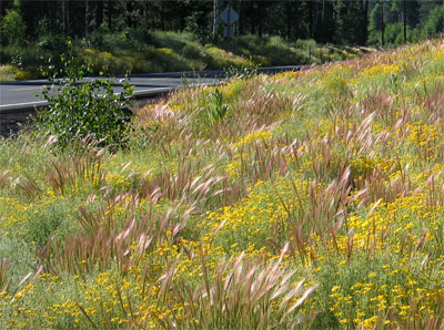 Roadside Revegetation Portal—An Integrated Approach to Establishing ...